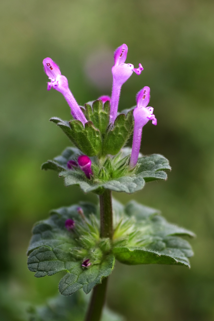 It's Not Just A Weed: Purple Henbit | Homemaking For God